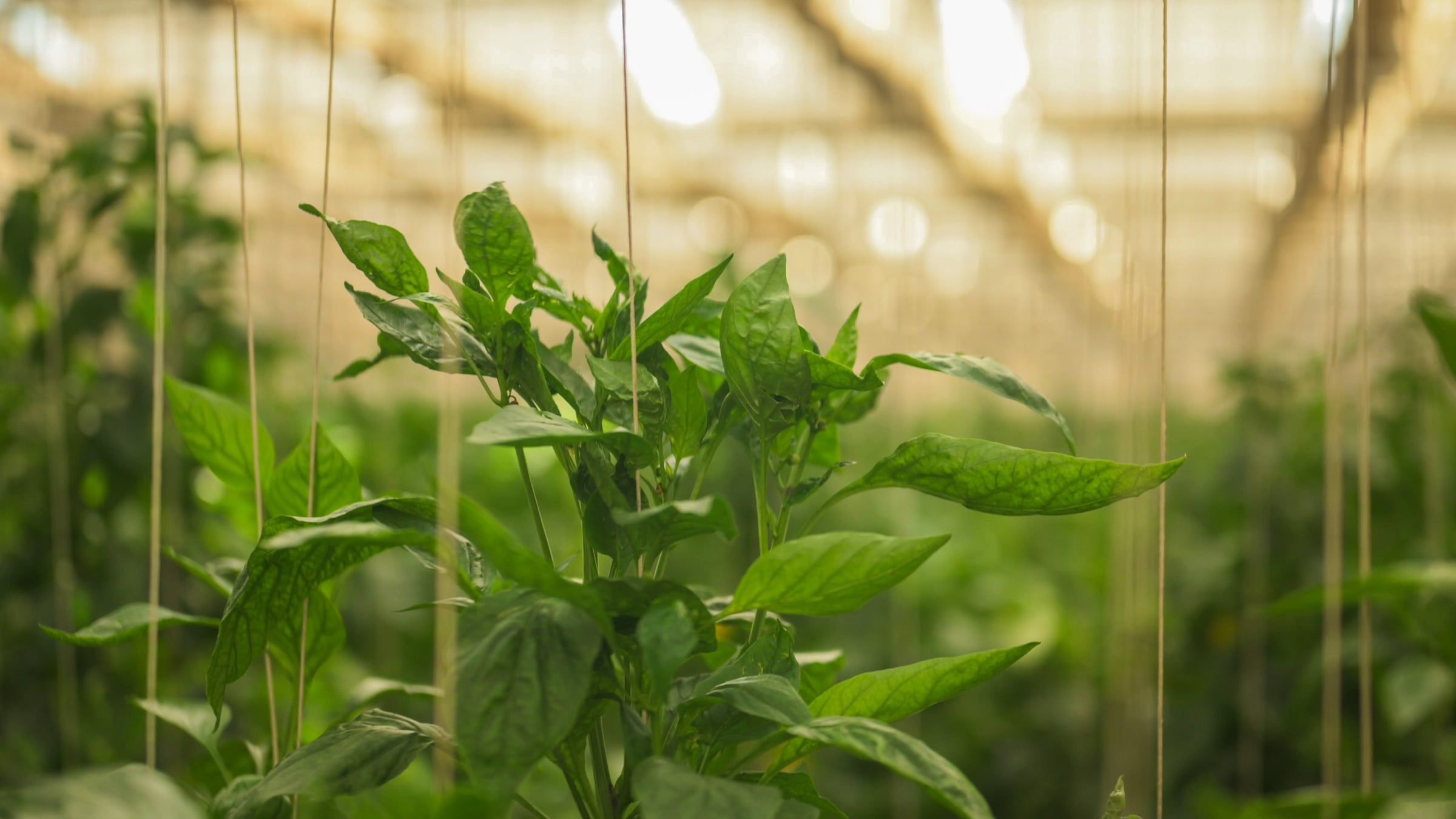 About Us | Hydroponic Farming | Lemon Chillii – Lemonchillii Farms ...