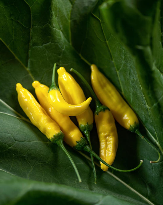 Buy Fresh Hydroponic Vegetables Online | Lemon Chillii – Lemonchillii ...