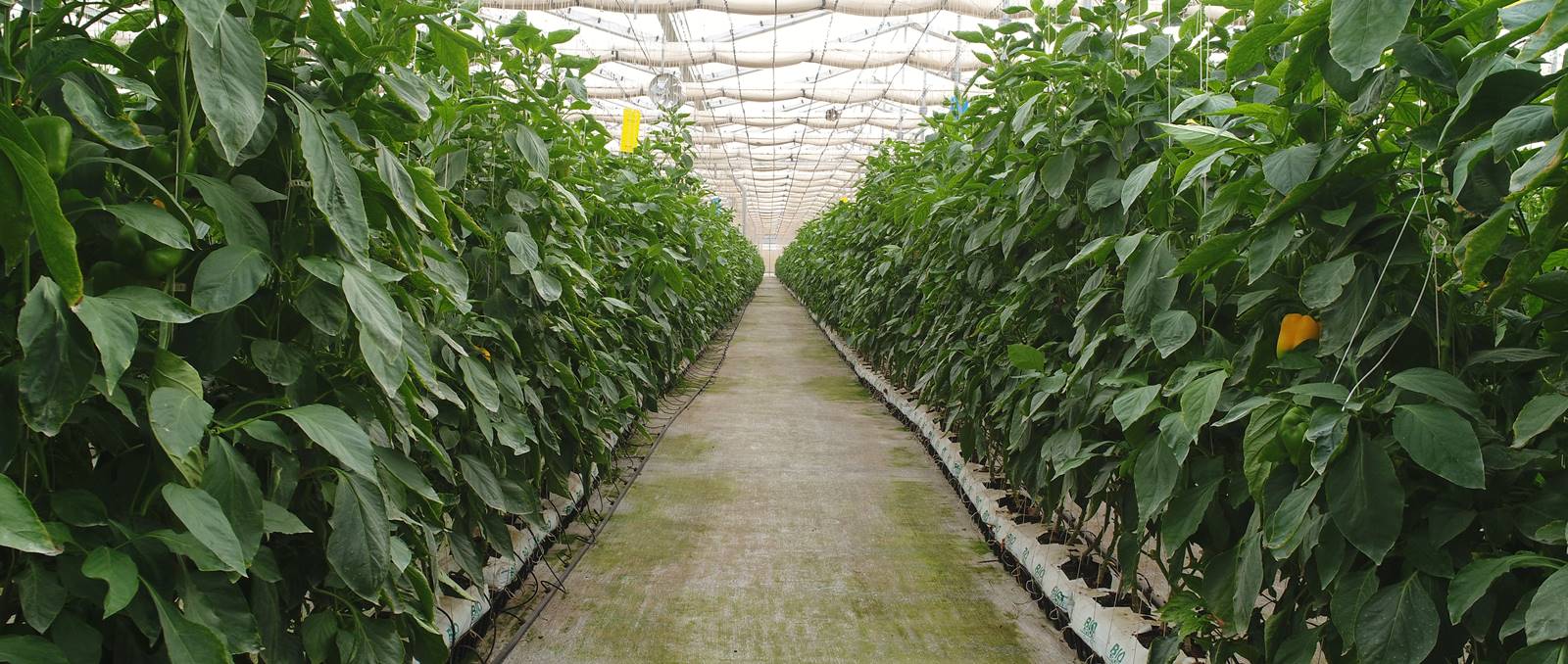 Buy Fresh Hydroponic Vegetables Online | Lemon Chillii – Lemonchillii ...